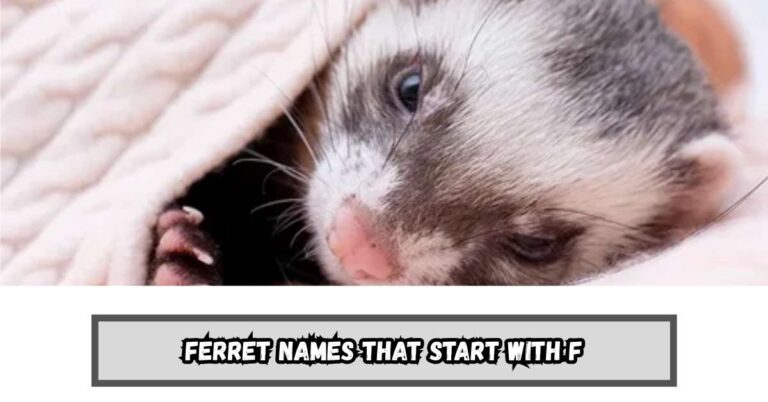 400+ Fabulous Ferret Names & Generator [Meaningful Ideas]