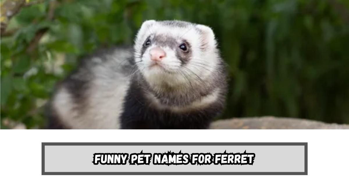 400+ Fabulous Ferret Names & Generator [Meaningful Ideas]