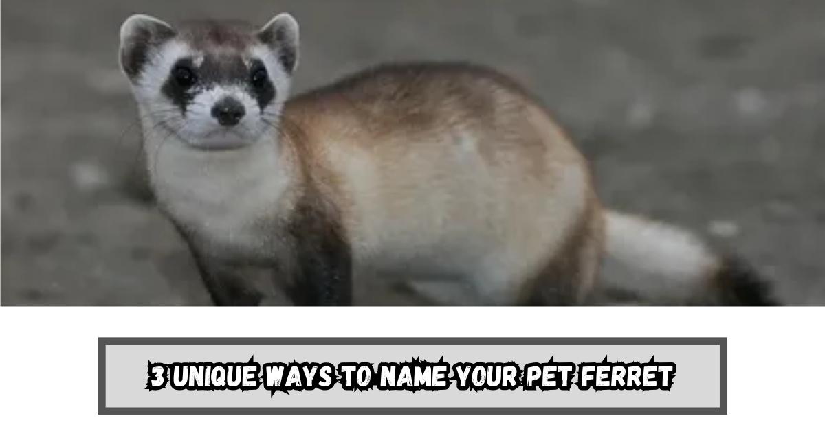 400+ Fabulous Ferret Names & Generator [Meaningful Ideas]