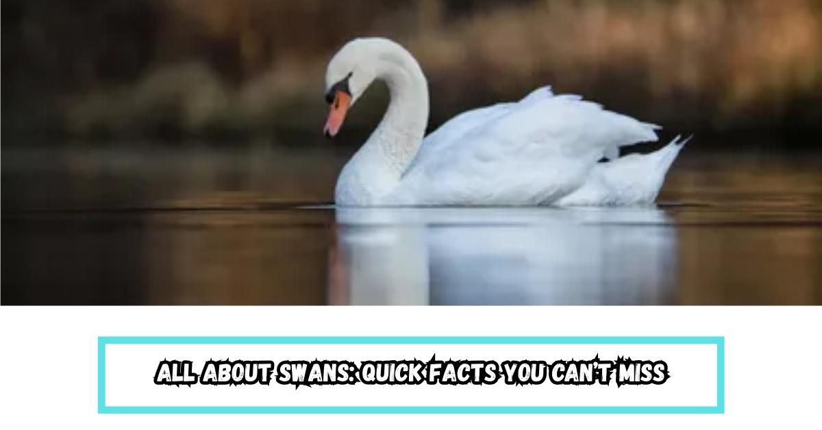 600+ Unique and Cool Swan Names & Generator [Best Ideas]