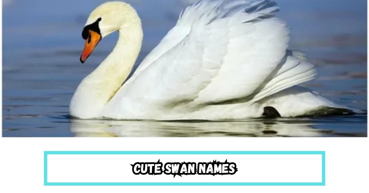 600+ Unique and Cool Swan Names & Generator [Best Ideas]