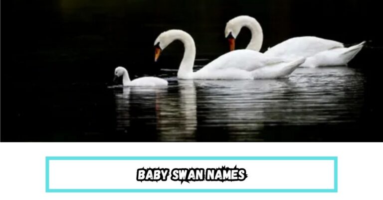 600+ Unique and Cool Swan Names & Generator [Best Ideas]
