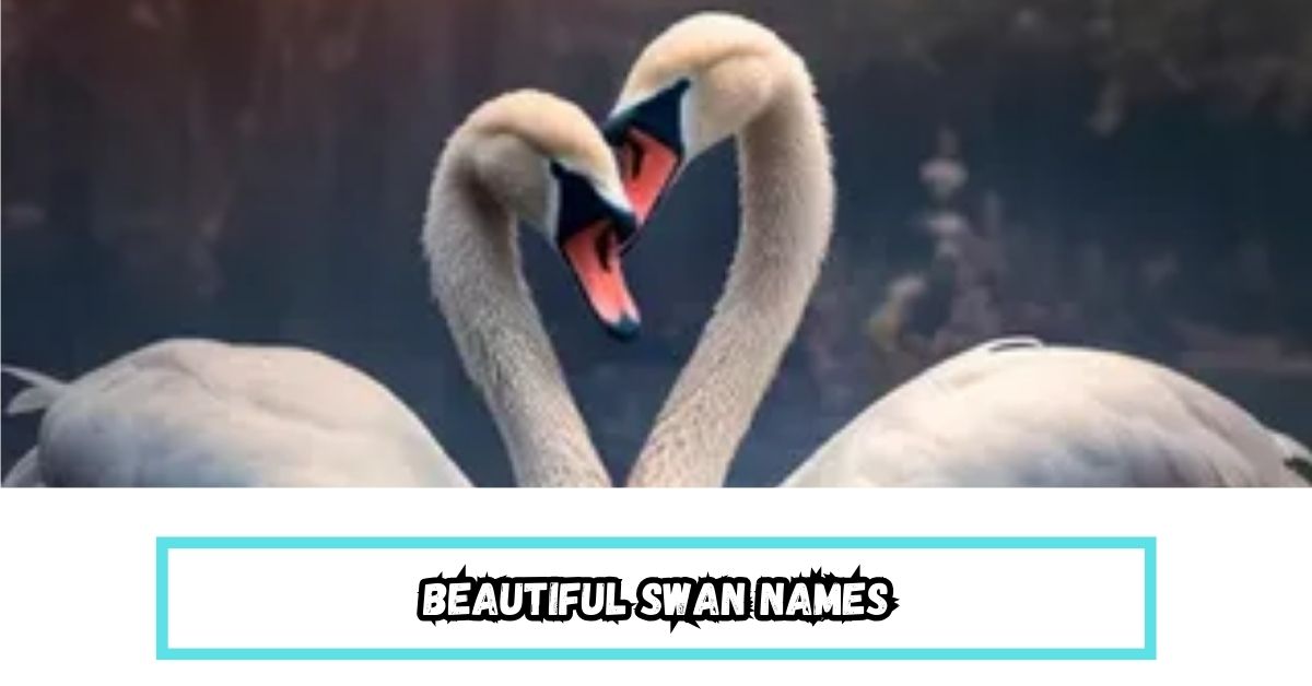 600+ Unique and Cool Swan Names & Generator [Best Ideas]