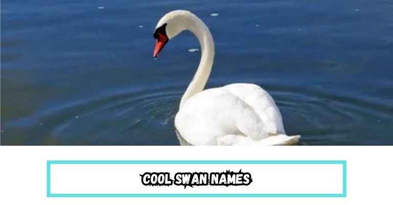 600+ Unique and Cool Swan Names & Generator [Best Ideas]