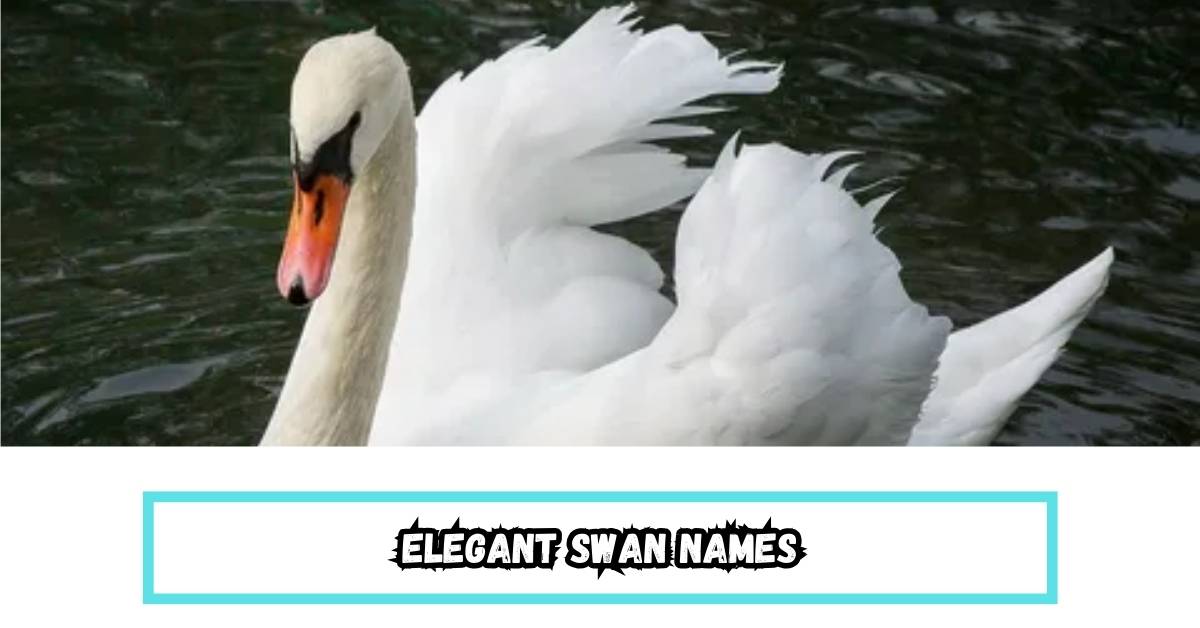 600+ Unique and Cool Swan Names & Generator [Best Ideas]