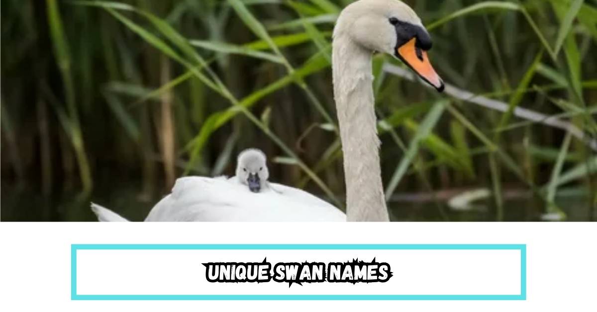 600+ Unique and Cool Swan Names & Generator [Best Ideas]