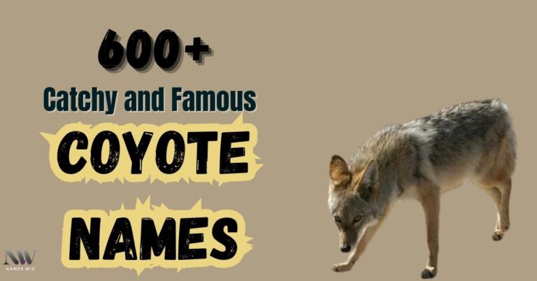 400+ Catchy and Famous Coyote Names & Generator Ideas