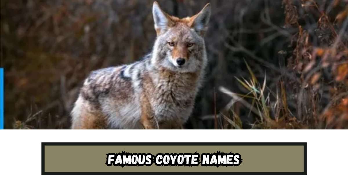 400+ Catchy and Famous Coyote Names & Generator Ideas
