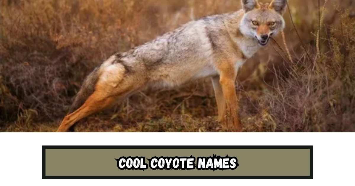 400+ Catchy and Famous Coyote Names & Generator Ideas