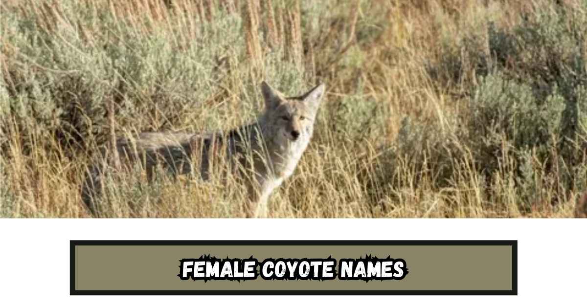 400+ Catchy and Famous Coyote Names & Generator Ideas
