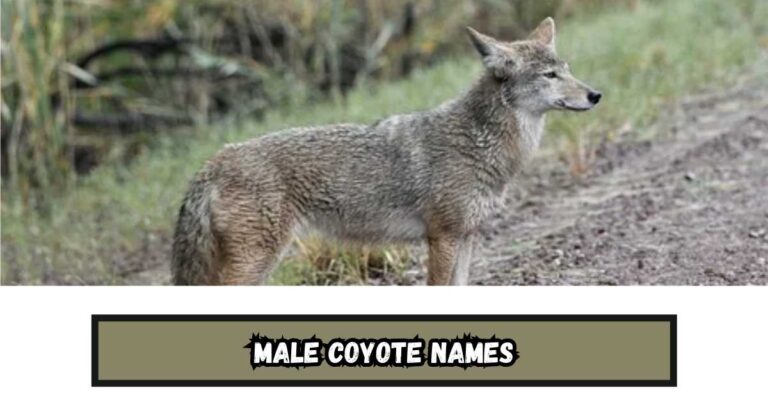 400+ Catchy and Famous Coyote Names & Generator Ideas