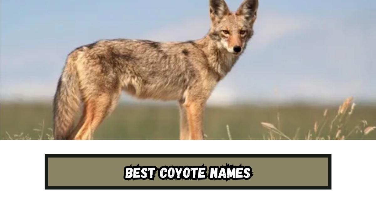 400+ Catchy and Famous Coyote Names & Generator Ideas