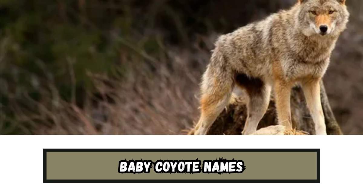 400+ Catchy and Famous Coyote Names & Generator Ideas