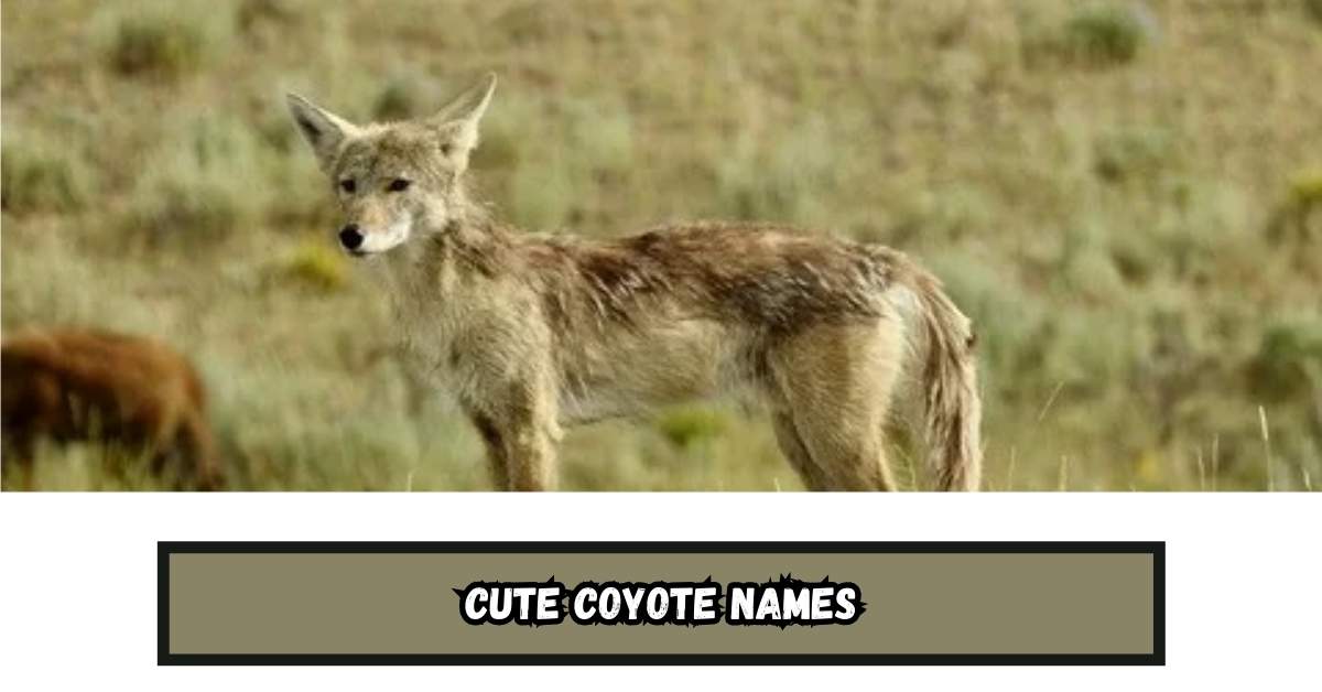 400+ Catchy and Famous Coyote Names & Generator Ideas