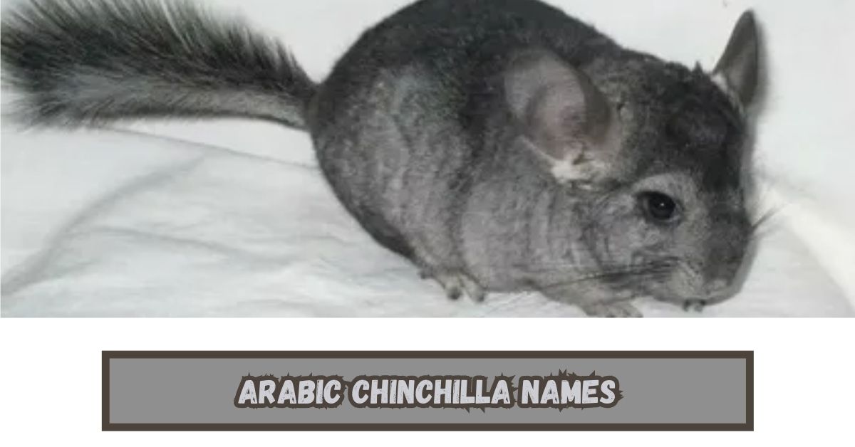 620+ Best and Cute Chinchilla Names & Generator