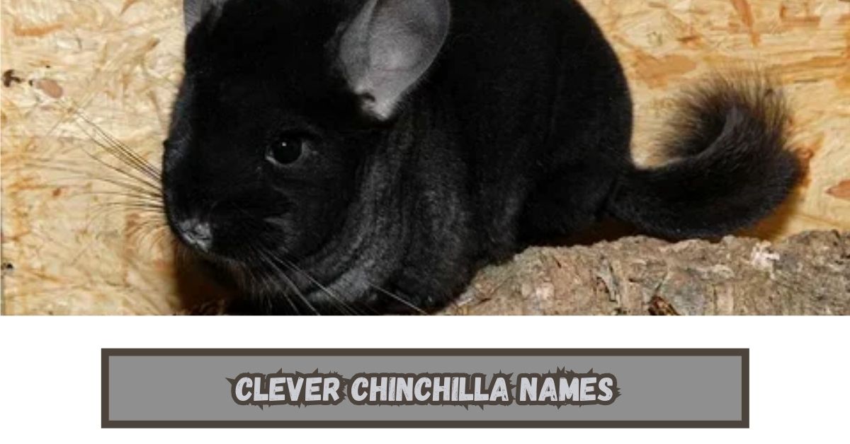 620+ Best and Cute Chinchilla Names & Generator