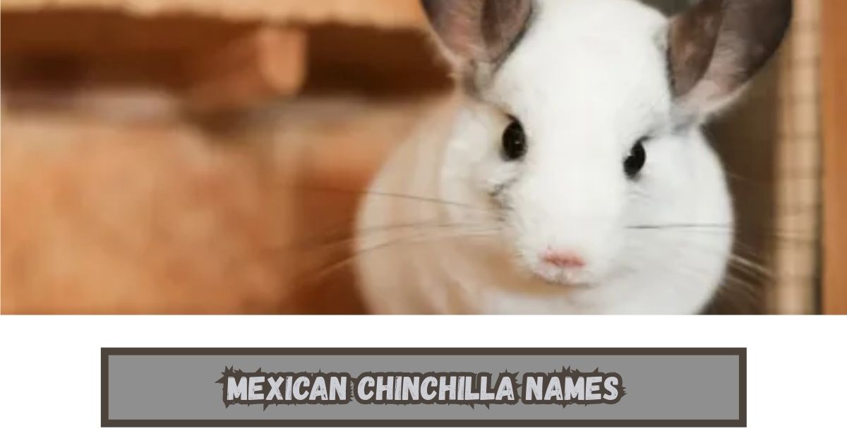 620+ Best and Cute Chinchilla Names & Generator