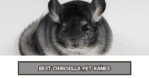 620+ Best and Cute Chinchilla Names & Generator