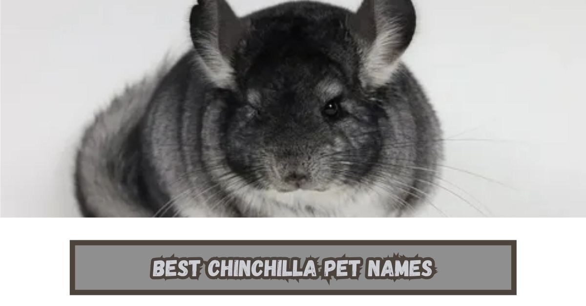 620+ Best and Cute Chinchilla Names & Generator