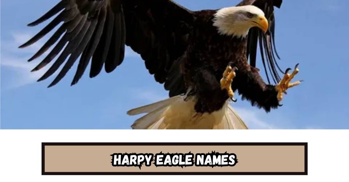 700+ Unique and Catchy Eagles Names & Generator [Sky Master]