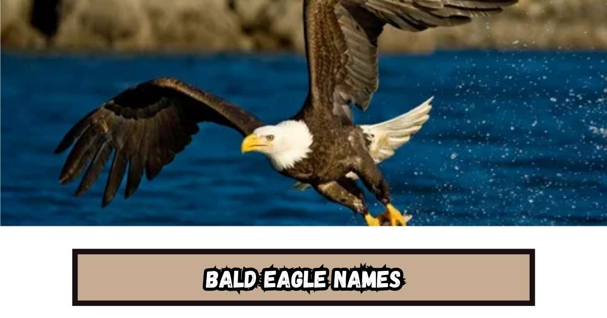 700+ Unique and Catchy Eagles Names & Generator [Sky Master]