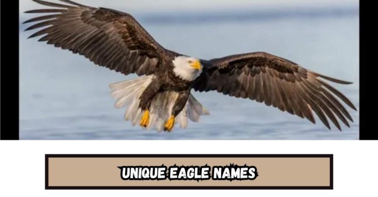 700+ Unique and Catchy Eagles Names & Generator [Sky Master]