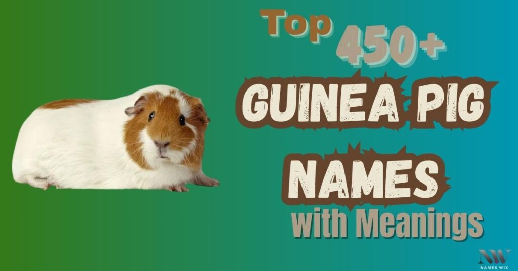 Top 450+ Guinea Pig Names & Generator with Meanings 30