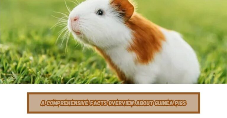Top 450+ Guinea Pig Names & Generator with Meanings 30