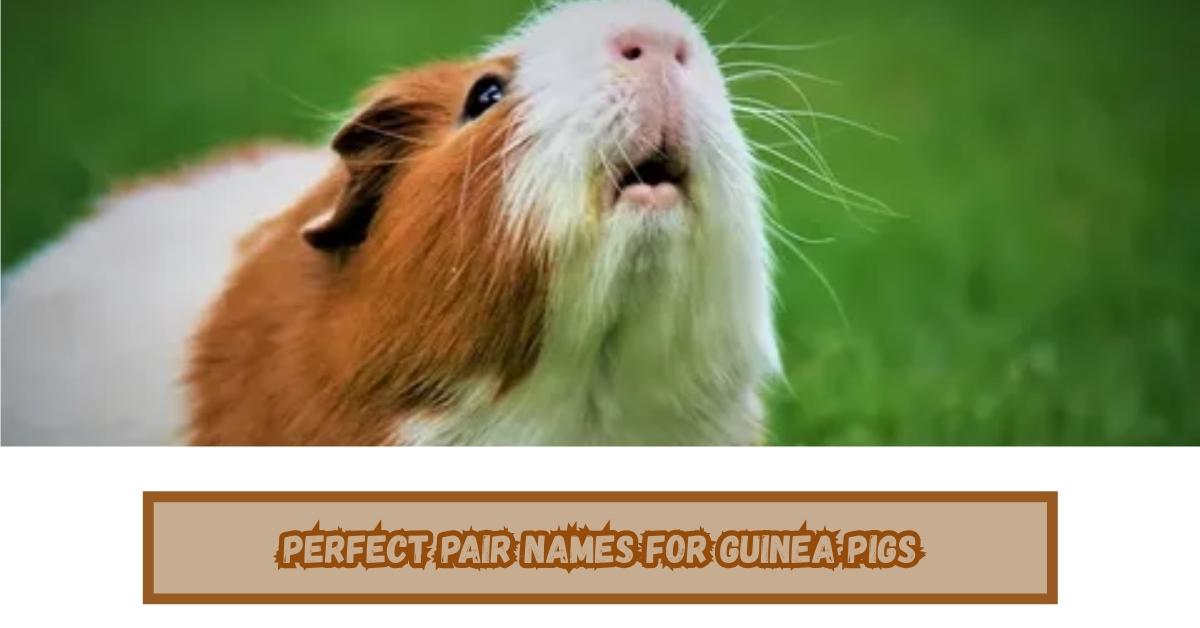 Top 450+ Guinea Pig Names & Generator with Meanings 30