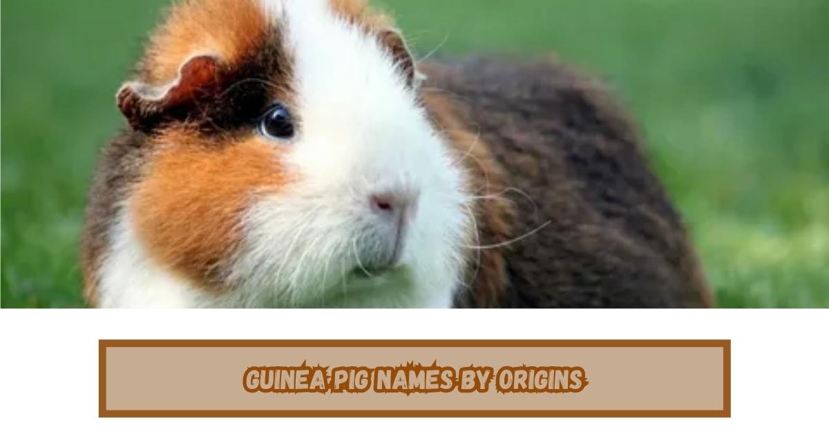 Top 450+ Guinea Pig Names & Generator with Meanings 30