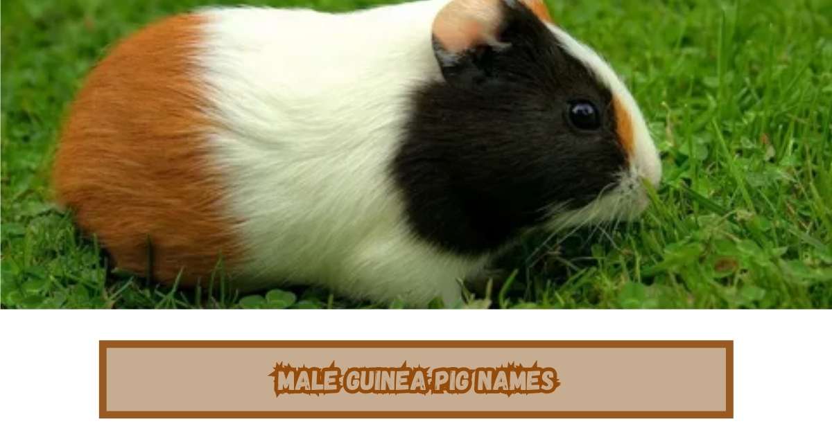 Top 450+ Guinea Pig Names & Generator with Meanings 30