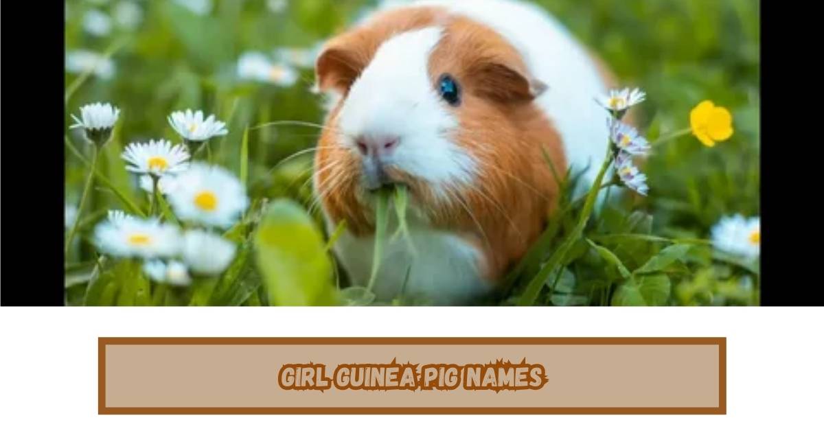 Top 450+ Guinea Pig Names & Generator with Meanings 30