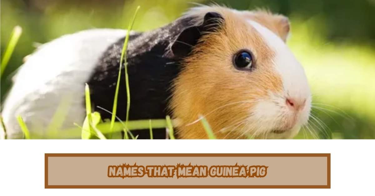 Top 450+ Guinea Pig Names & Generator with Meanings 30