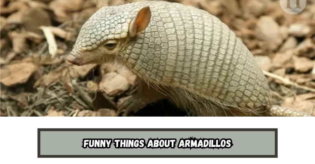 300+ Cute and Best Armadillo Names & Generator [Evergreen Ideas]