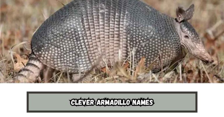 300+ Cute and Best Armadillo Names & Generator [Evergreen Ideas]