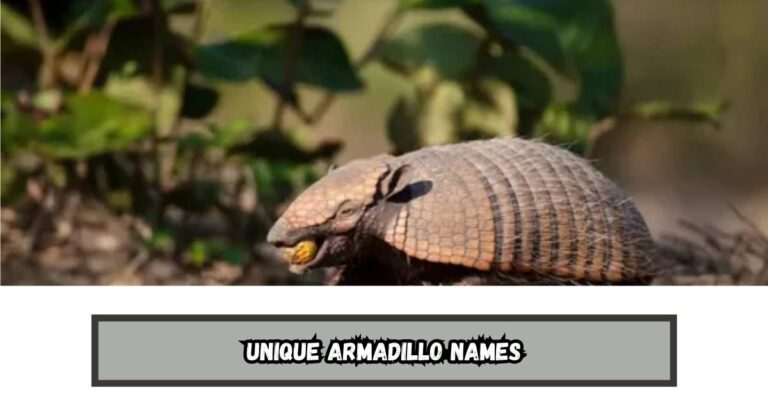 300+ Cute and Best Armadillo Names & Generator [Evergreen Ideas]