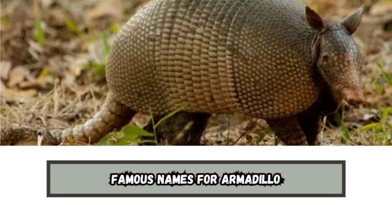 300+ Cute and Best Armadillo Names & Generator [Evergreen Ideas]