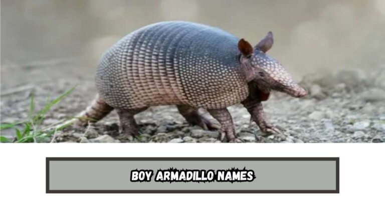 300+ Cute and Best Armadillo Names & Generator [Evergreen Ideas]