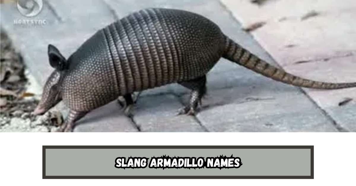 300+ Cute and Best Armadillo Names & Generator [Evergreen Ideas]