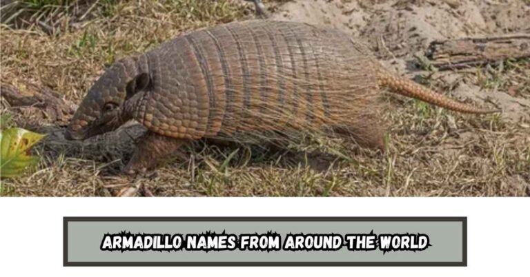 300+ Cute and Best Armadillo Names & Generator [Evergreen Ideas]