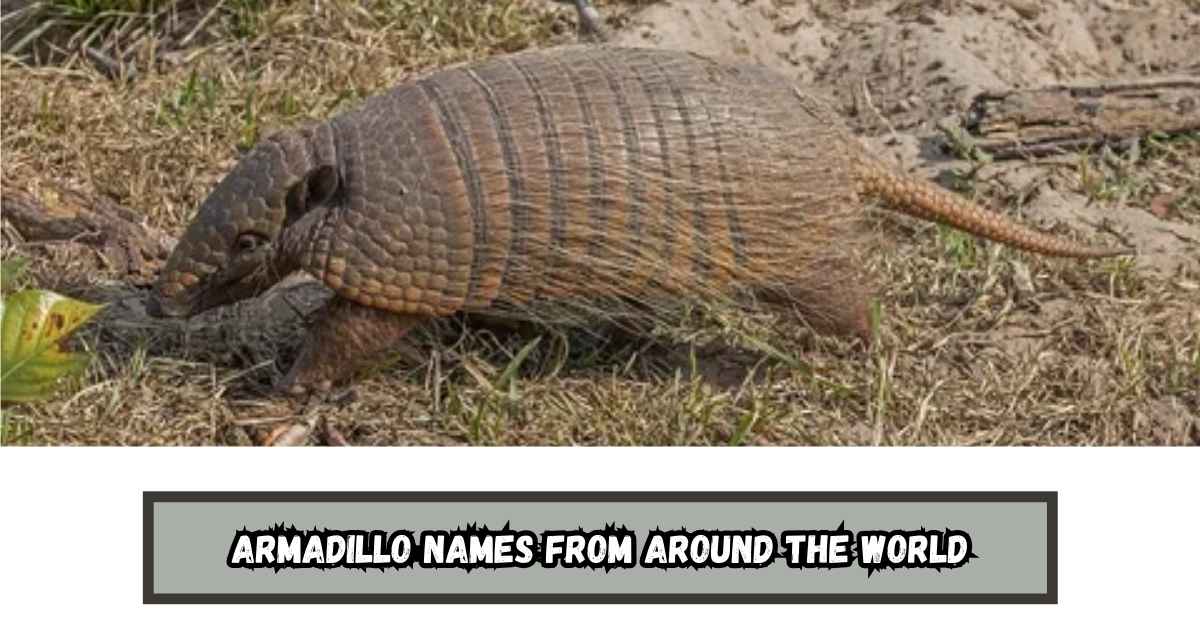300+ Cute and Best Armadillo Names & Generator [Evergreen Ideas]