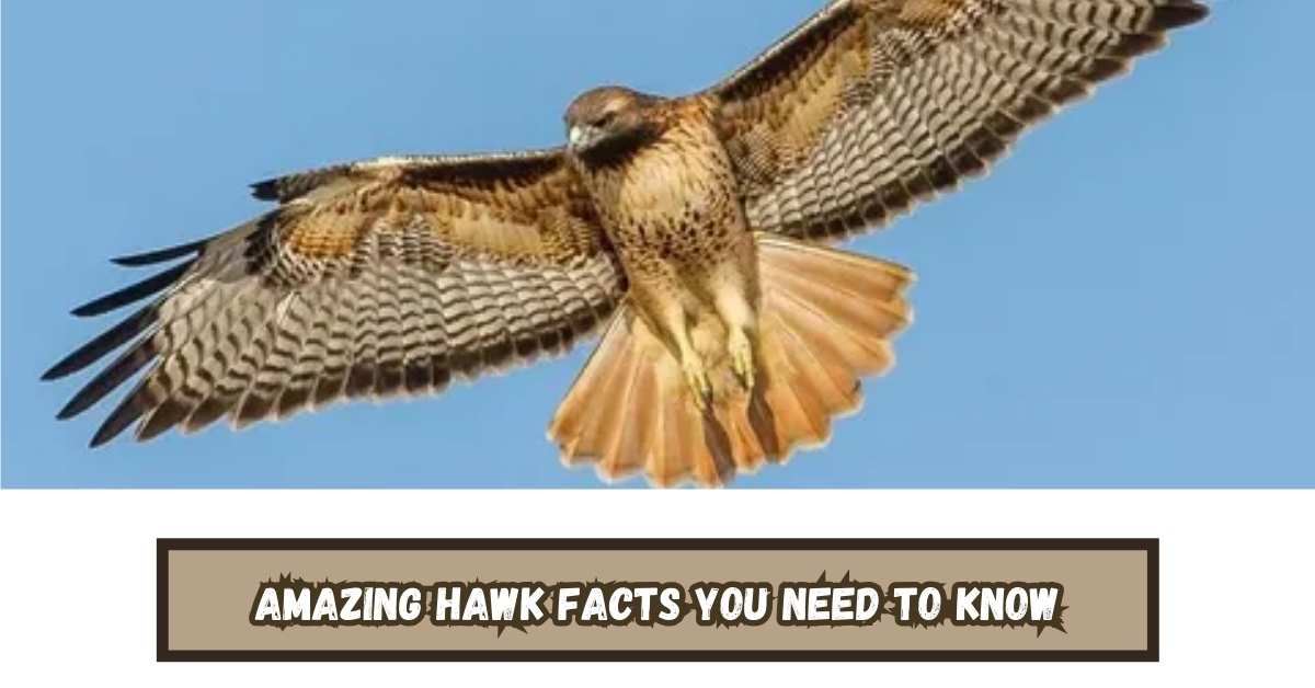 350+ List of Catchy & Fearless Hawk Names with Meanings+Poll