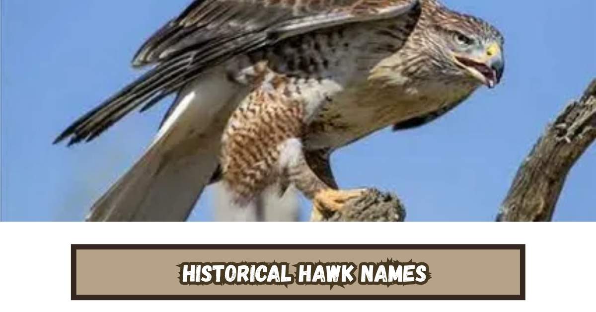 350+ List of Catchy & Fearless Hawk Names with Meanings+Poll