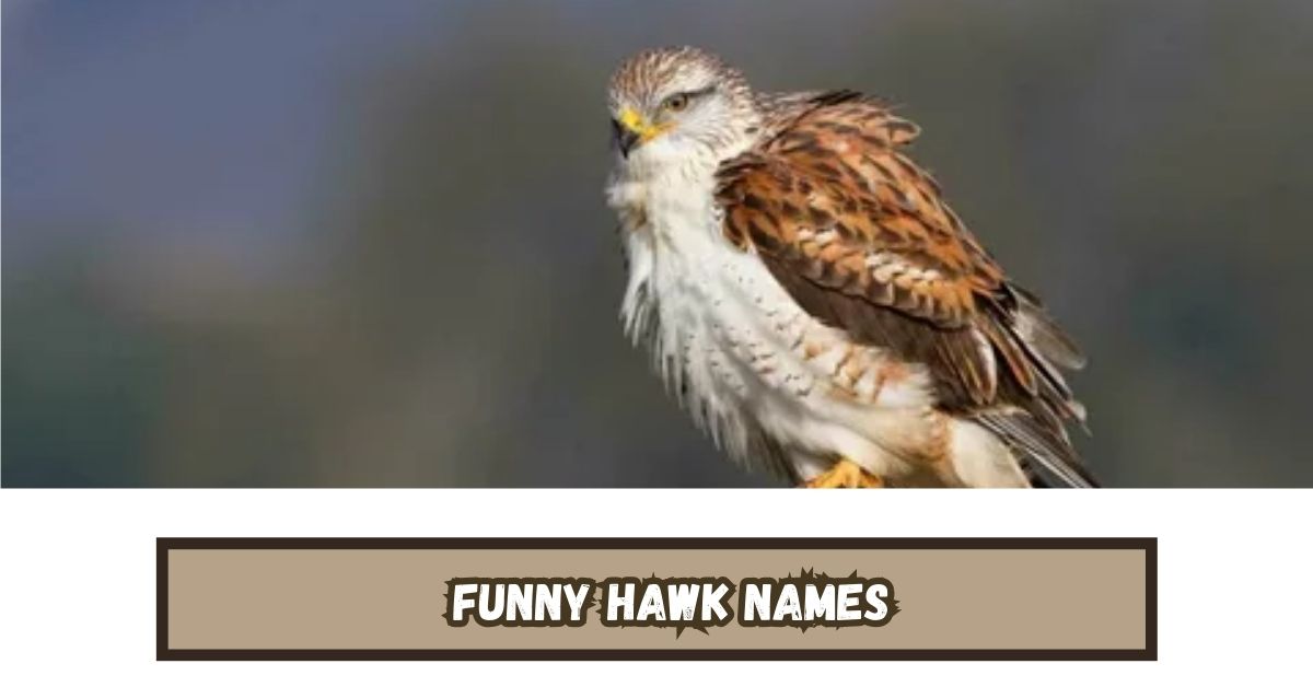 350+ List of Catchy & Fearless Hawk Names with Meanings+Poll