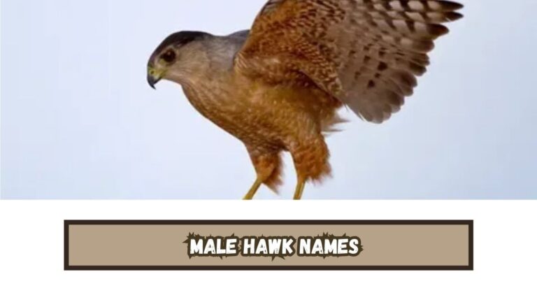350+ List of Catchy & Fearless Hawk Names with Meanings+Poll