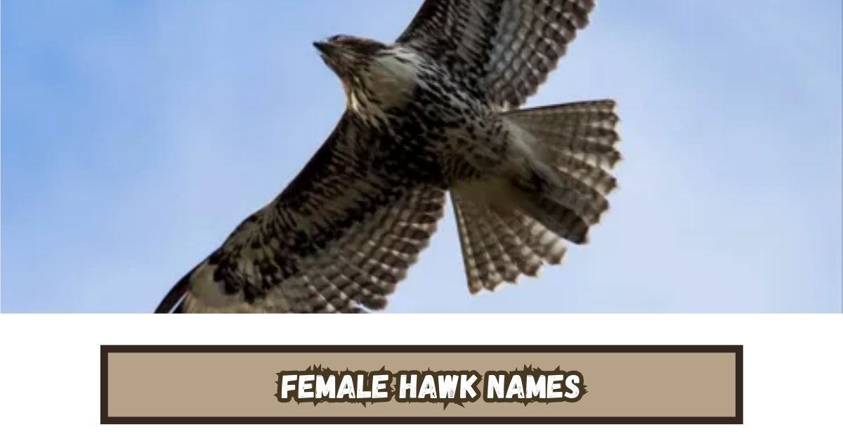 350+ List of Catchy & Fearless Hawk Names with Meanings+Poll