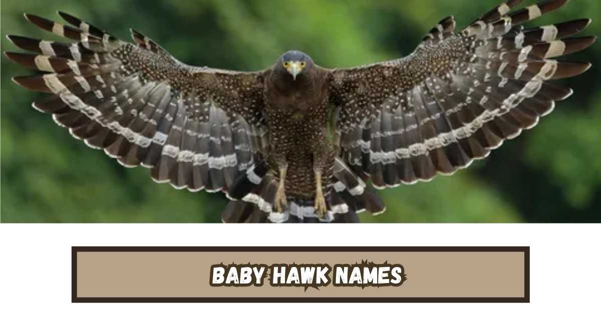 350+ List of Catchy & Fearless Hawk Names with Meanings+Poll