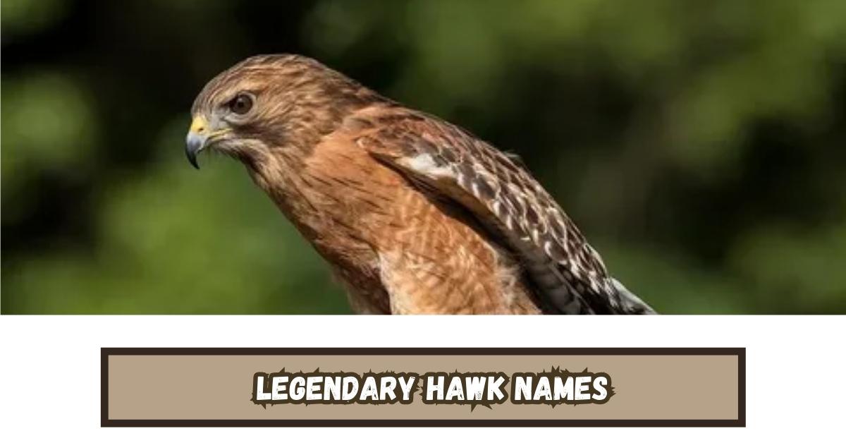 350+ List of Catchy & Fearless Hawk Names with Meanings+Poll