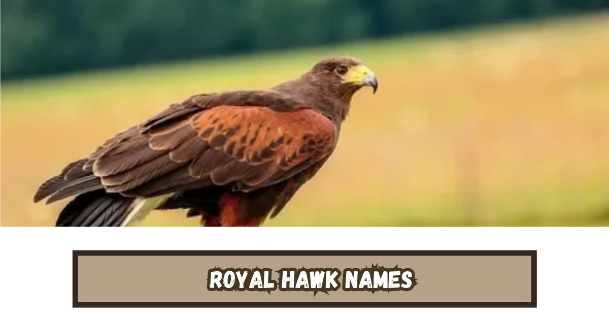 350+ List of Catchy & Fearless Hawk Names with Meanings+Poll