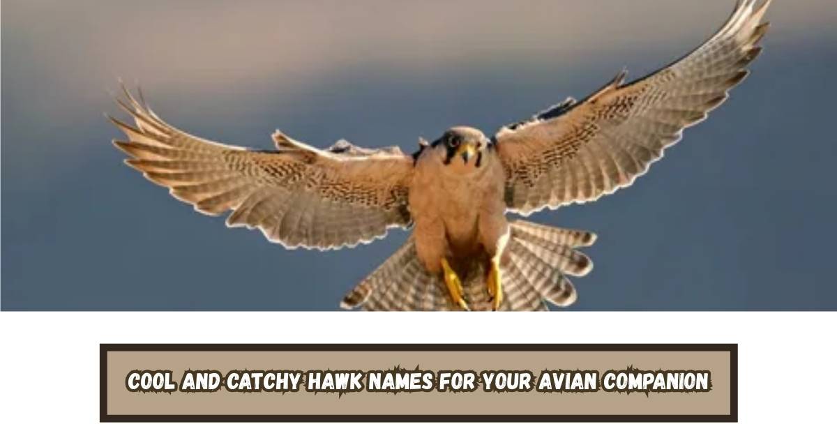 350+ List of Catchy & Fearless Hawk Names with Meanings+Poll